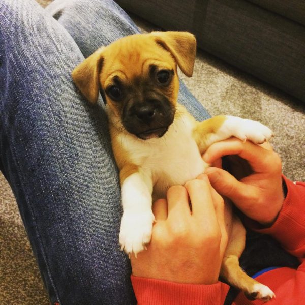 Jug Dog Pictures - Gallery - JugDog.co.uk