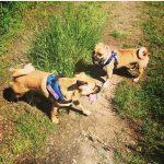 Jug Dog - The Official Website of the Jug Dog Breed and Much More!