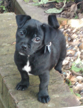 Jug Dog - The Official Website of the Jug Dog Breed and Much More!