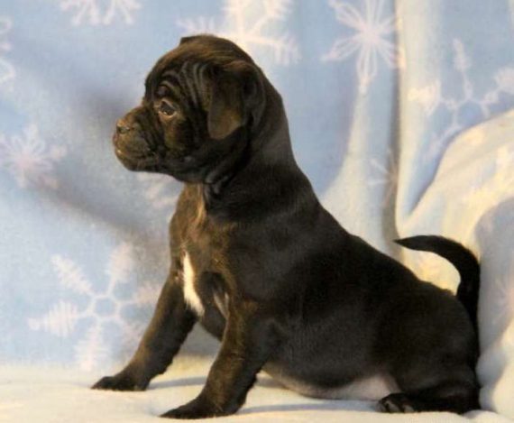 Jug Dog Pictures - Gallery - JugDog.co.uk