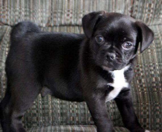 Jug Dog Pictures - Gallery - JugDog.co.uk