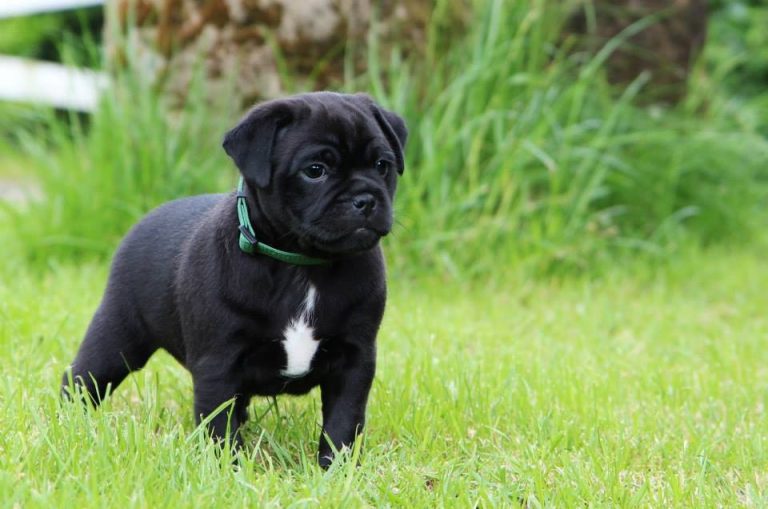 Jug Dog Pictures - Gallery - JugDog.co.uk