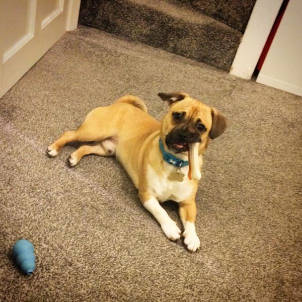 Jug Dog - The Official Website of the Jug Dog Breed and Much More!