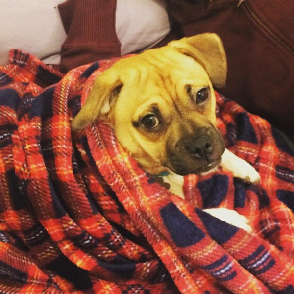 Jug Dog - The Official Website of the Jug Dog Breed and Much More!