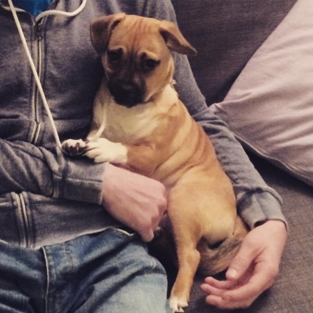 Jug Dog - The Official Website of the Jug Dog Breed and Much More!