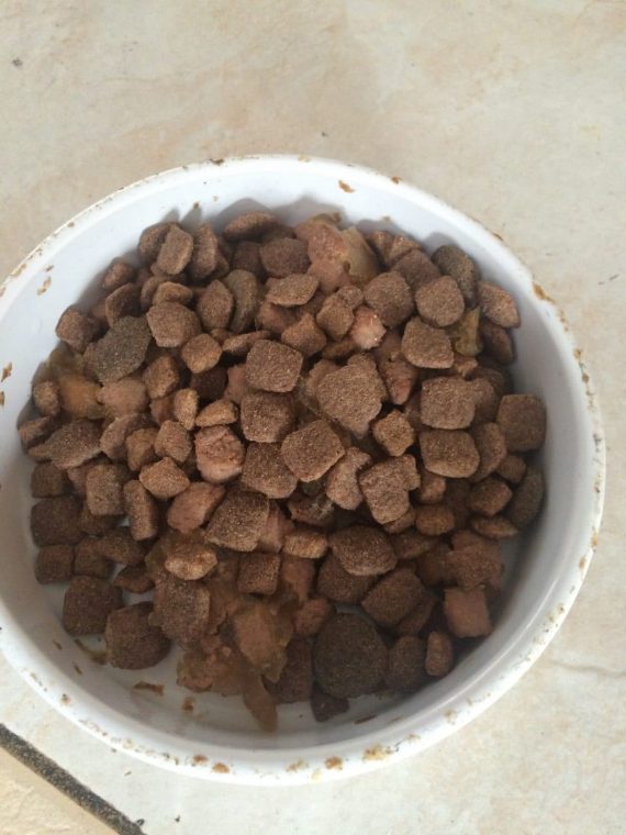 Tails.com Dog Food Review