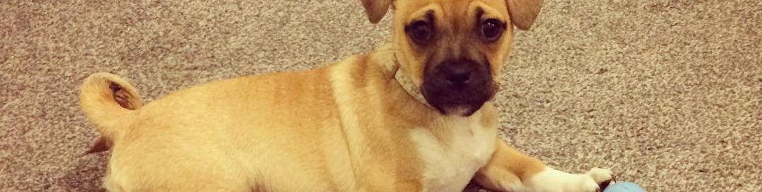 Jug Puppy Help and Advice - JugDog.co.uk