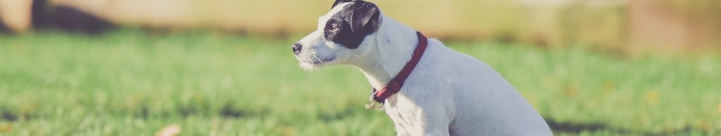 10 Best Dog Trackers and GPS Dog Collars UK 2020 | JugDog.co.uk