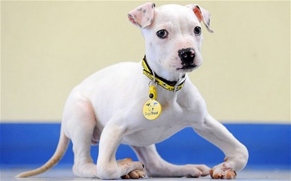 Paw Knuckling in Dogs: What is it and how to treat it?