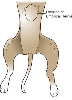 Do dogs have belly buttons? Are they visible or not?