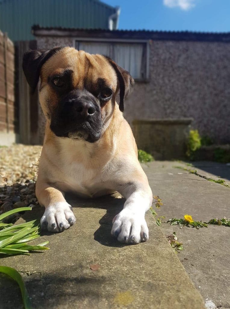 Jug Dog Pictures - Gallery - JugDog.co.uk