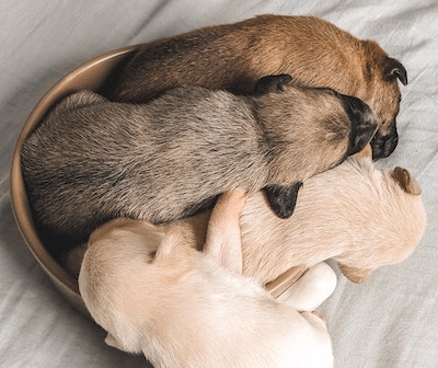 What are guard hairs on dogs? Should you shave them off?