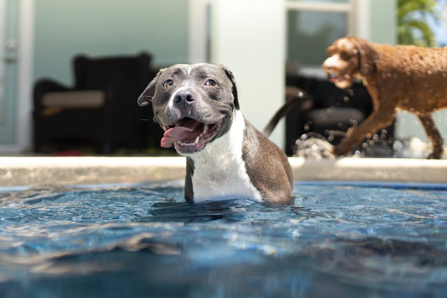Water Intoxication in Dogs: What if they drank too much water?