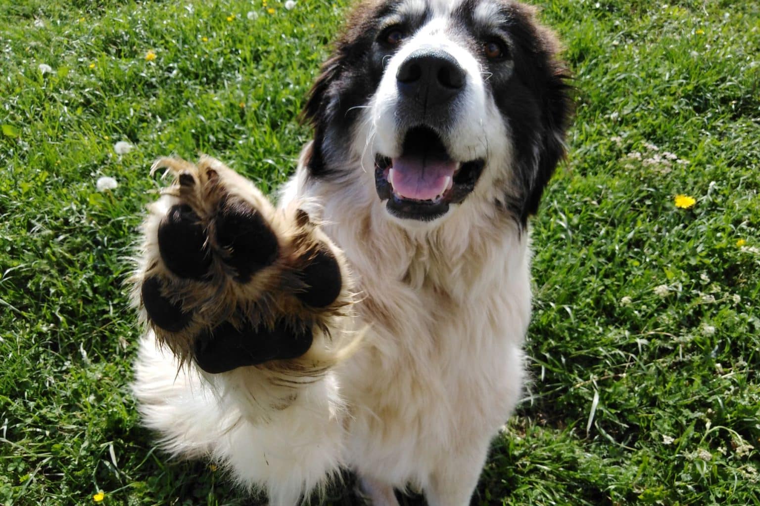 How To Remove And Prevent Dog Paw Calluses
