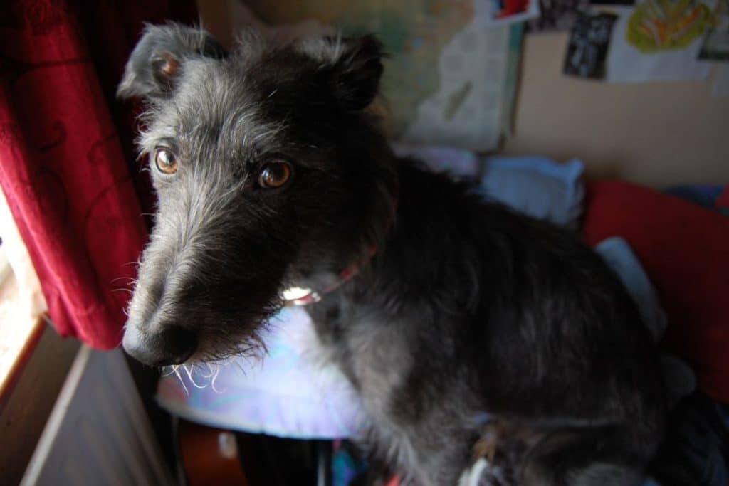 The Ultimate Guide To Bedlington Whippets Lurchers