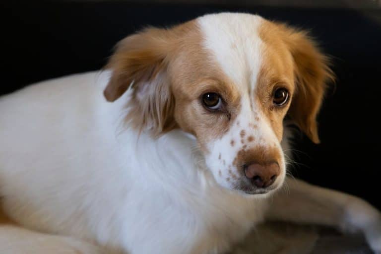 Everything You Need To Know About Kokoni Dogs