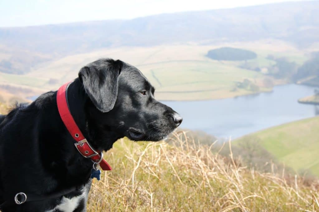 Everything You Need To Know About The Springador