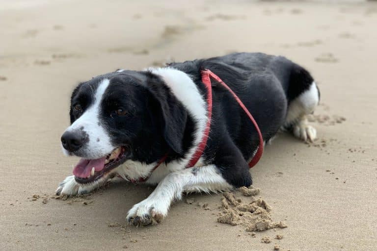 The Ultimate Guide To Sprollies