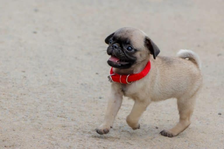 Everything You Need To Know About Newborn Baby Pugs And Care Tips