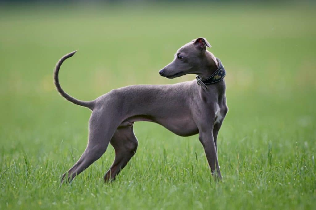 The Rather Rare And Super Sought-After Blue Whippet
