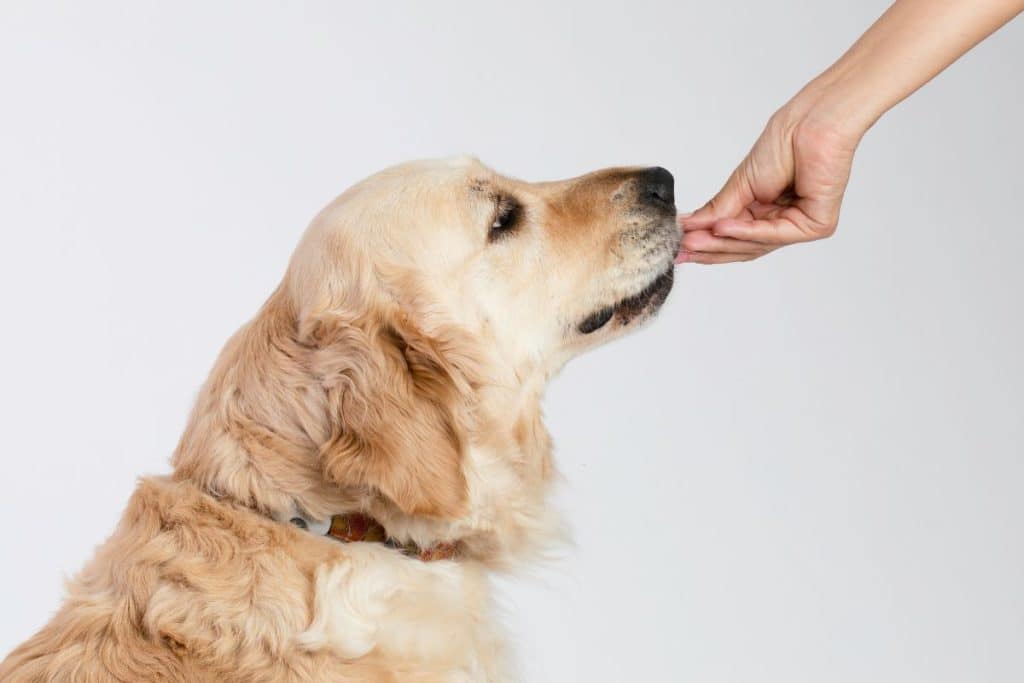 Can I Give My Dog Calpol?