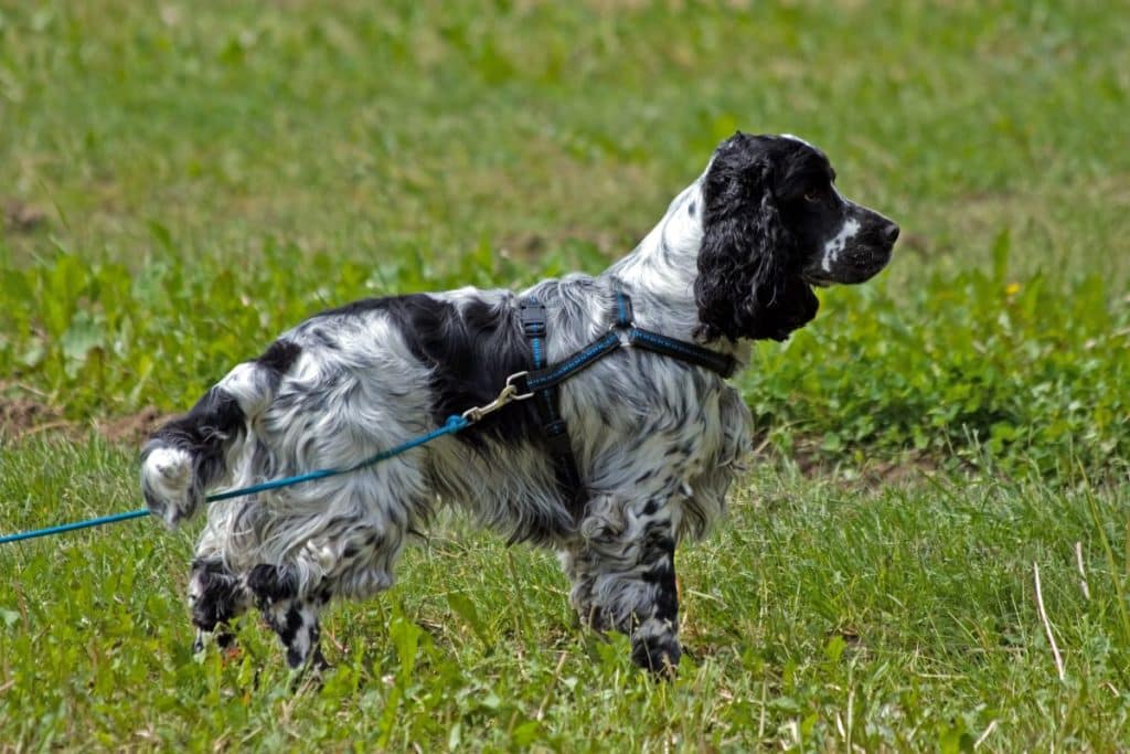 What Do You Need To Know About Blue Roan Cocker Spaniels Before Getting ...