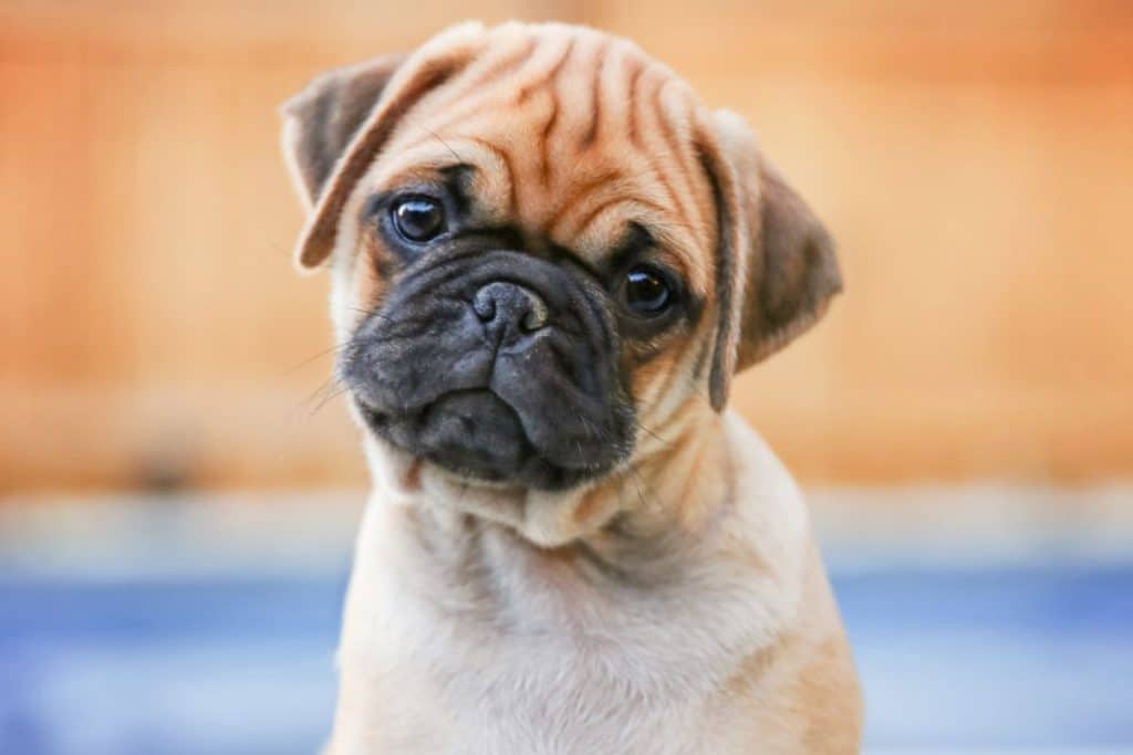 Everything You Need To Know About Newborn Baby Pugs And Care Tips