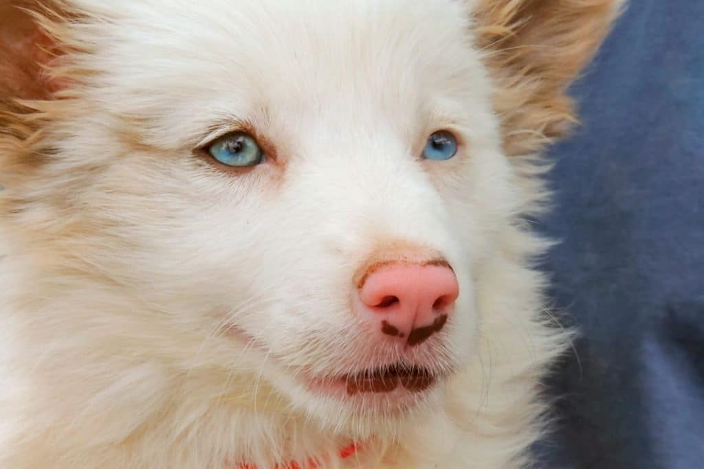 What's a double merle dog? Difference B/W Merle & Double Merle