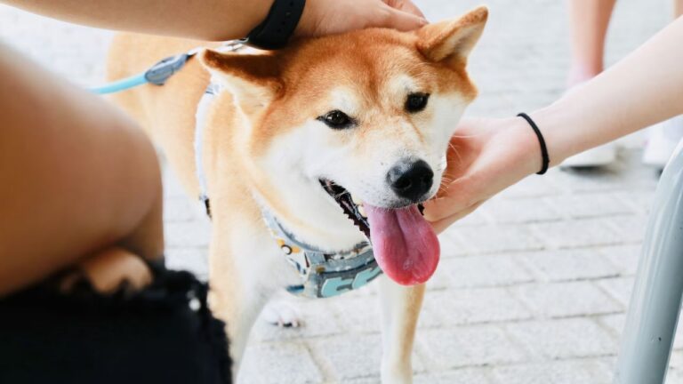 Do Shiba Inu Dogs Bark Much? What is Shiba Scream?